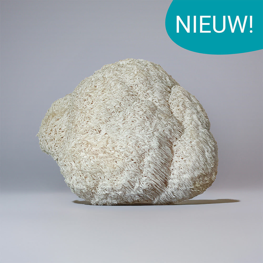 Lion's Mane - Lion's Mane (fresh)